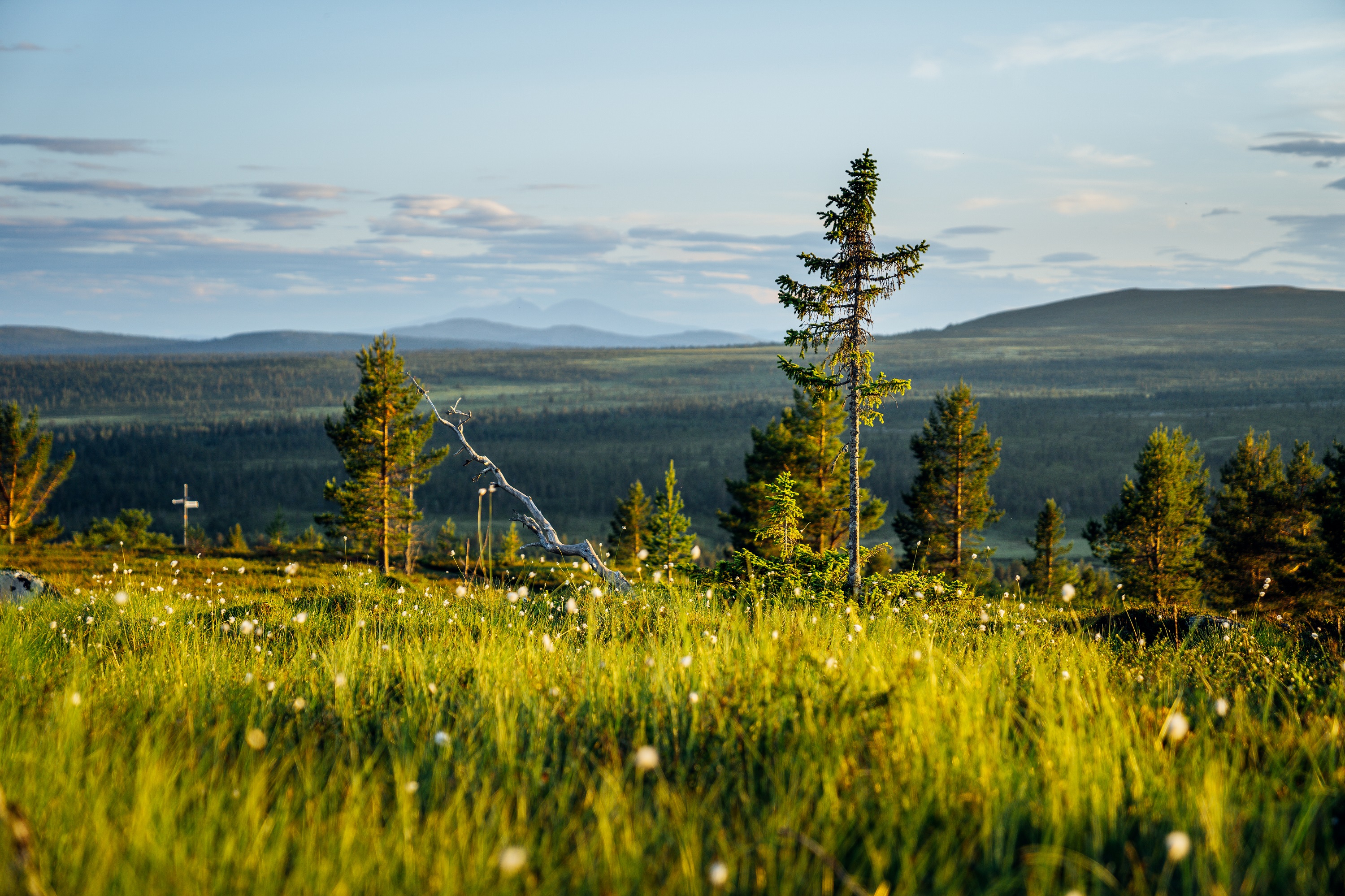 Get to know nature in Dalarna for real | Visit Dalarna