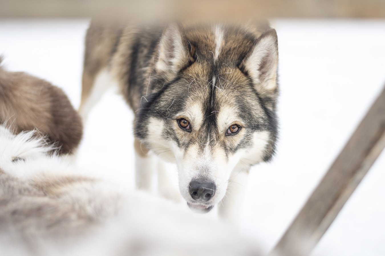 Hundspann i Dalarna | Visit Dalarna