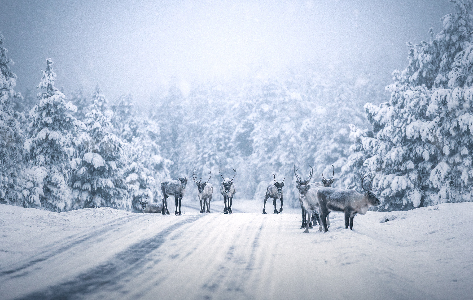 10 tips på saker att göra i vinter i Dalafjällen | Visit Dalarna