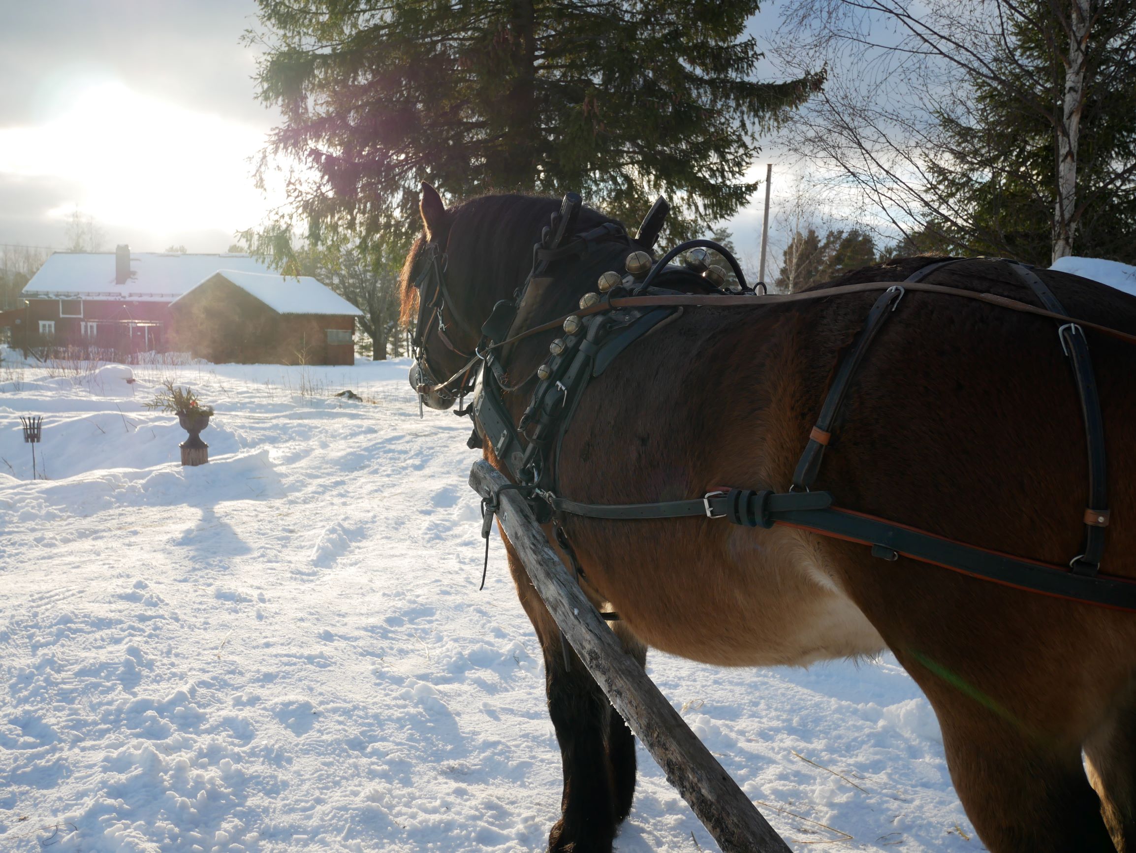 Ett vinteräventyr med häst och släde | Visit Dalarna