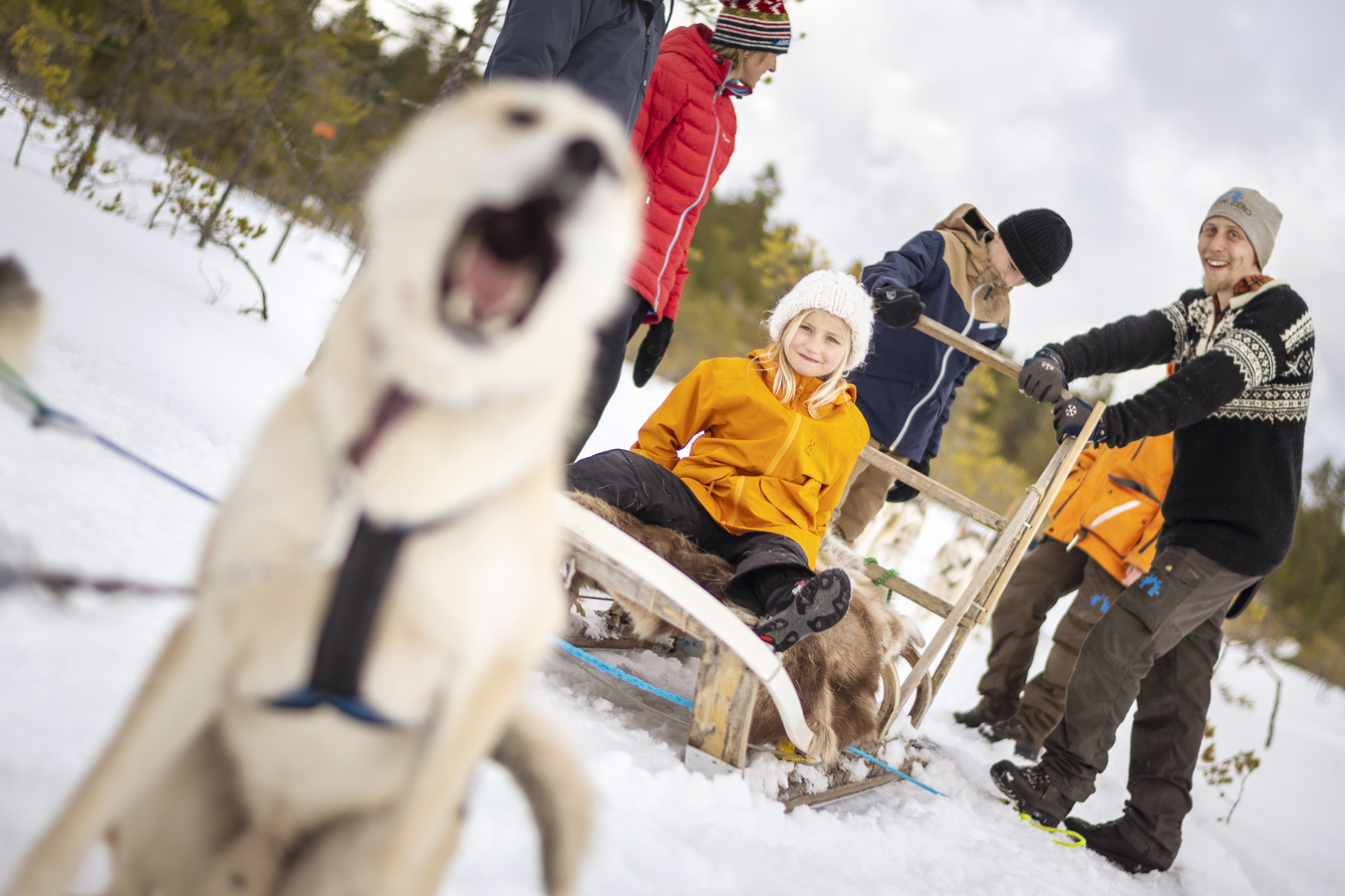 Att åka hundspann – Så går det till | Visit Dalarna