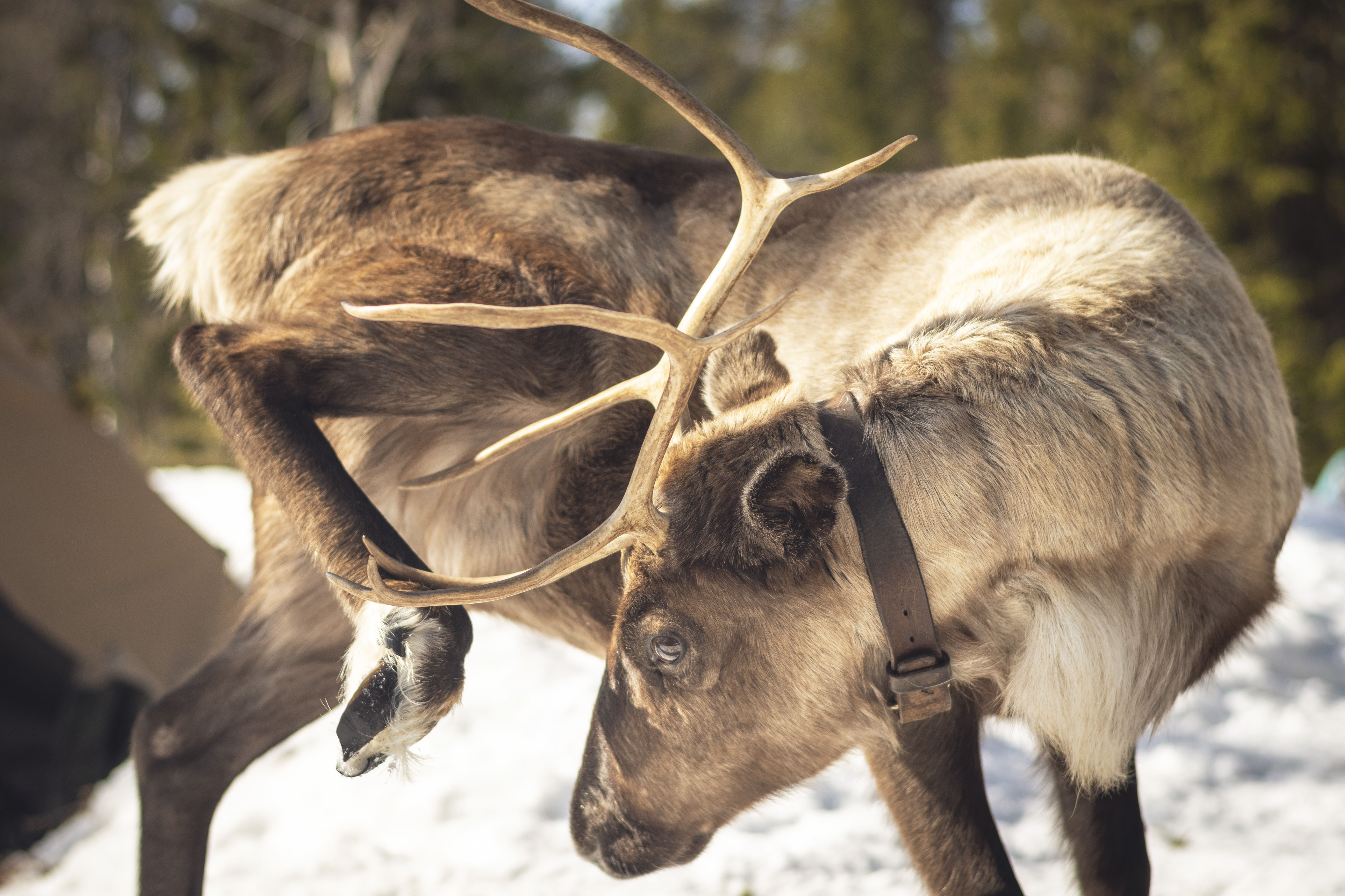 22 tips på saker att göra i Dalarna i vinter | Visit Dalarna