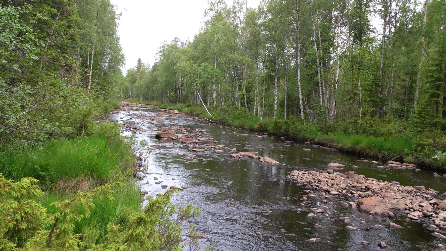 Enjoy the Orsa Nature - Guided Tours | Visit Dalarna