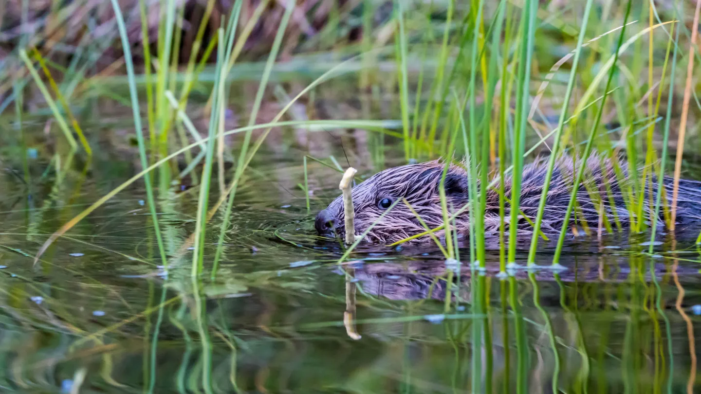 Beaver safari in Sweden - A real nature experience | Visit Dalarna