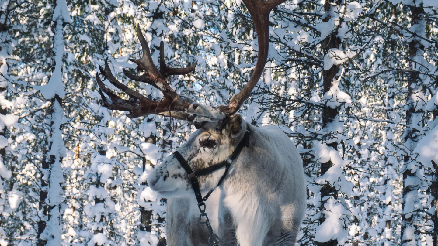 Meet a reindeer | Visit Dalarna