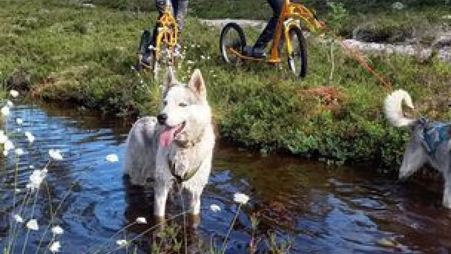 Husky Footbike with Adventure Dreams | Visit Dalarna