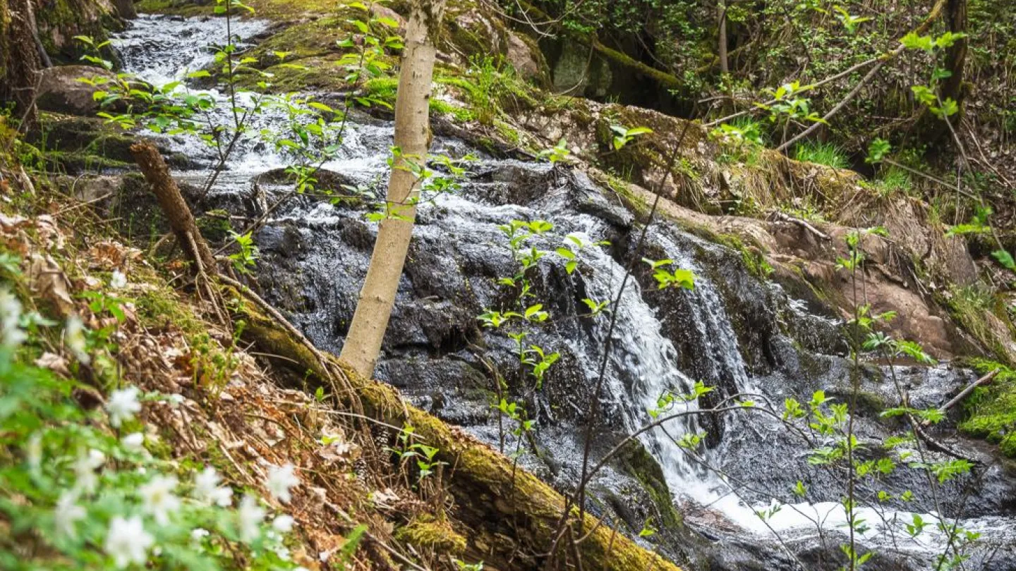 Solvarboravinen | Visit Dalarna